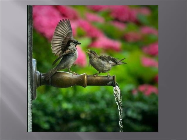 Animaux [024] amazing animals | PPS