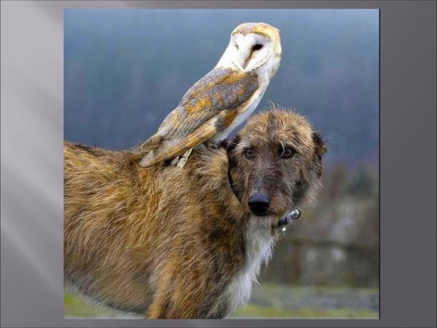 Animaux [024] amazing animals | PPS