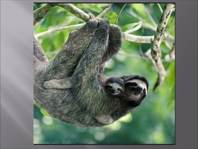 Animaux [024] amazing animals | PPS