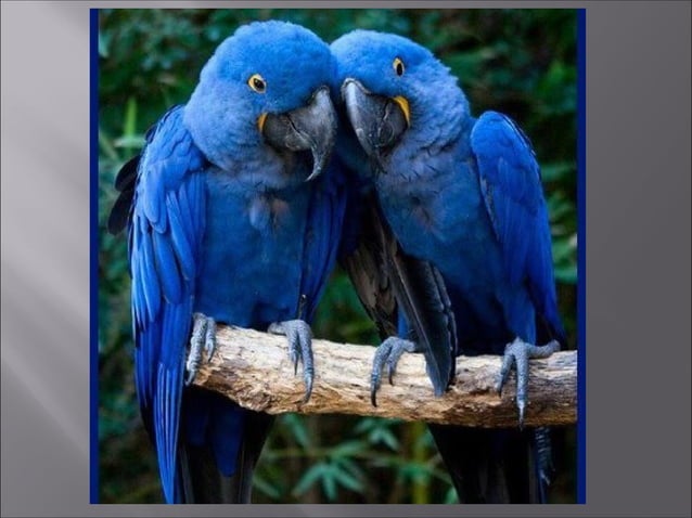 Animaux [024] amazing animals | PPS