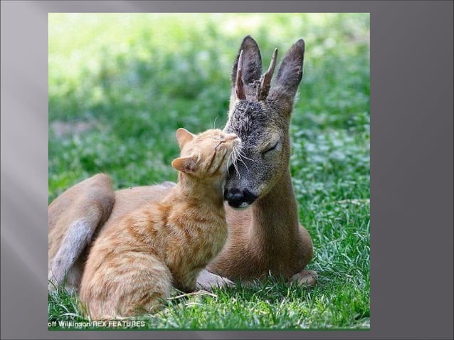 Animaux [024] amazing animals | PPS