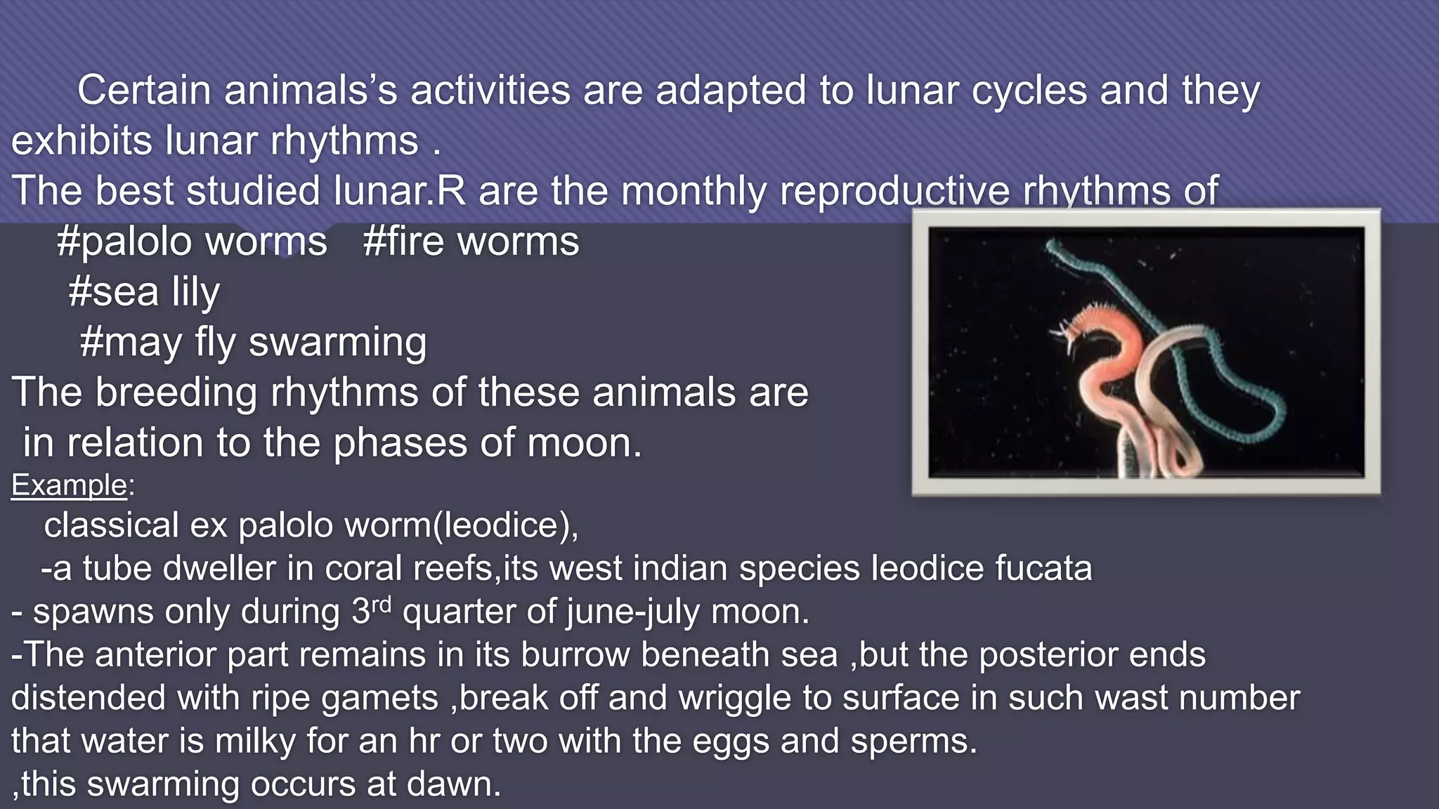 Animal Physiology ( Biological Clock) | PPTX