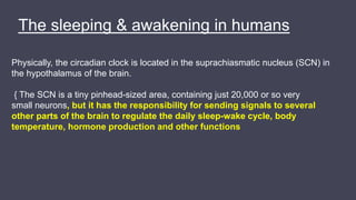 Animal Physiology ( Biological Clock) | PPTX