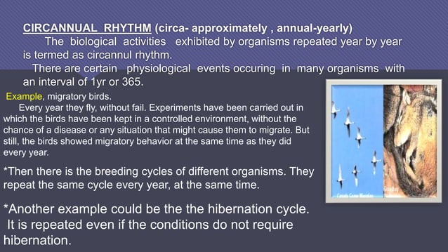 Animal Physiology ( Biological Clock) | PPTX