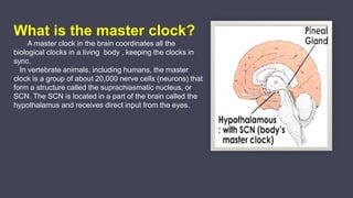 Animal Physiology ( Biological Clock) | PPTX