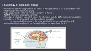 Animal Physiology ( Biological Clock) | PPTX