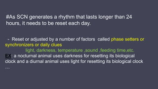 Animal Physiology ( Biological Clock) | PPTX
