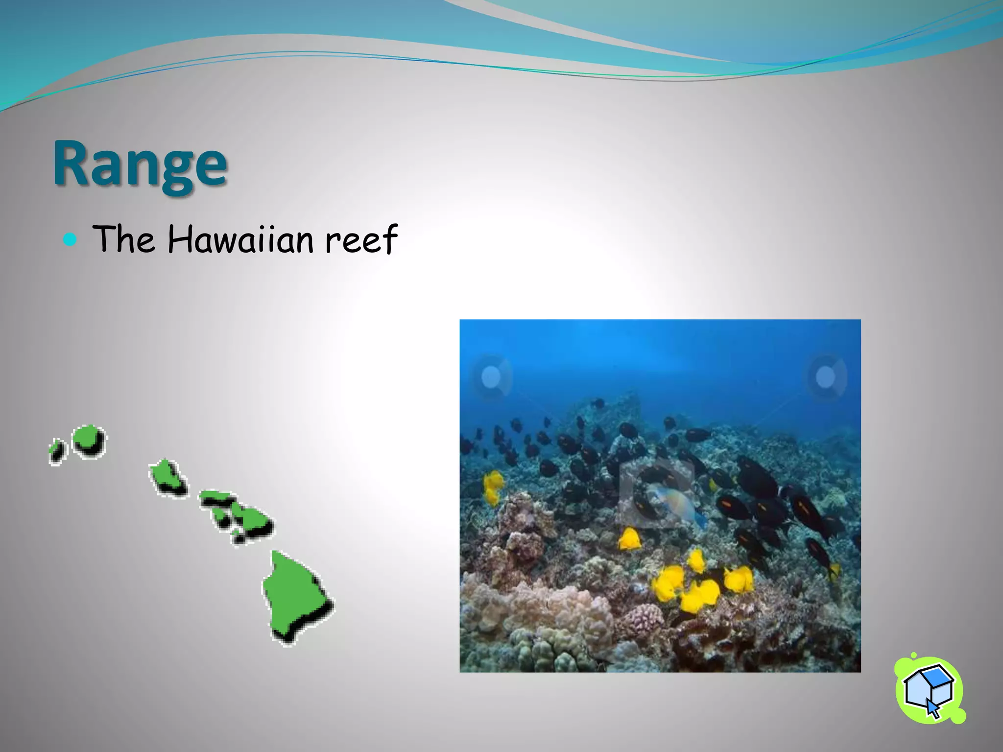 Animmal power point allison lavogue | PPT