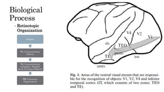An inferior temporal cortex model | PPT