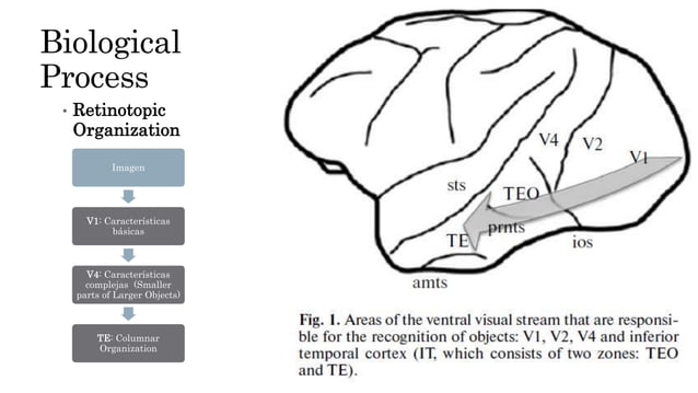 An Inferior Temporal Cortex Model Ppt