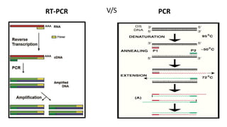 an Introduction of RT-PCR extended.en.id.pptx