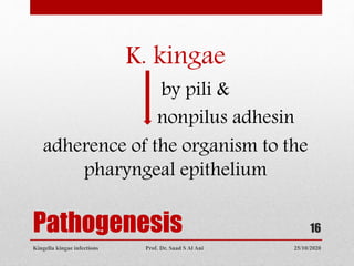 An Introduction to childhood Kingella Kingae infections | PPTX