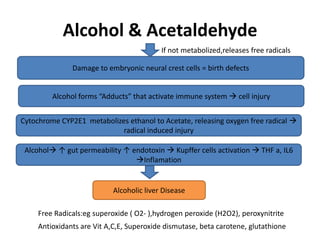 An introduction to alcoholic liver disease part1 | PPTX | Digestive ...