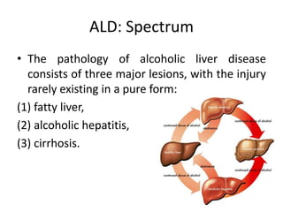 An introduction to alcoholic liver disease part1 | PPTX | Digestive ...