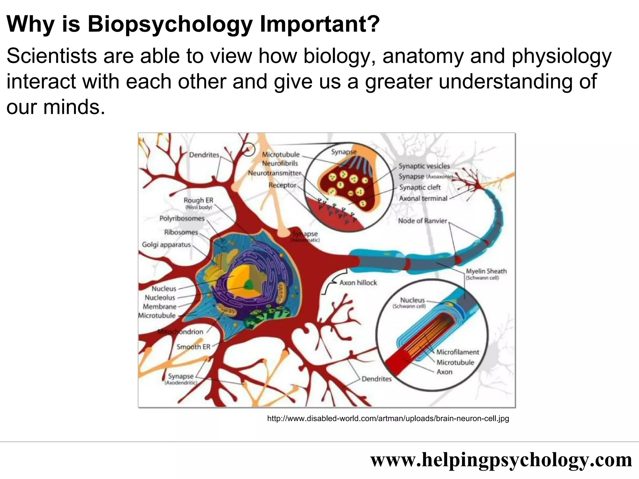 An Introduction to Biopsychology | PPT
