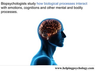 An Introduction to Biopsychology | PPT