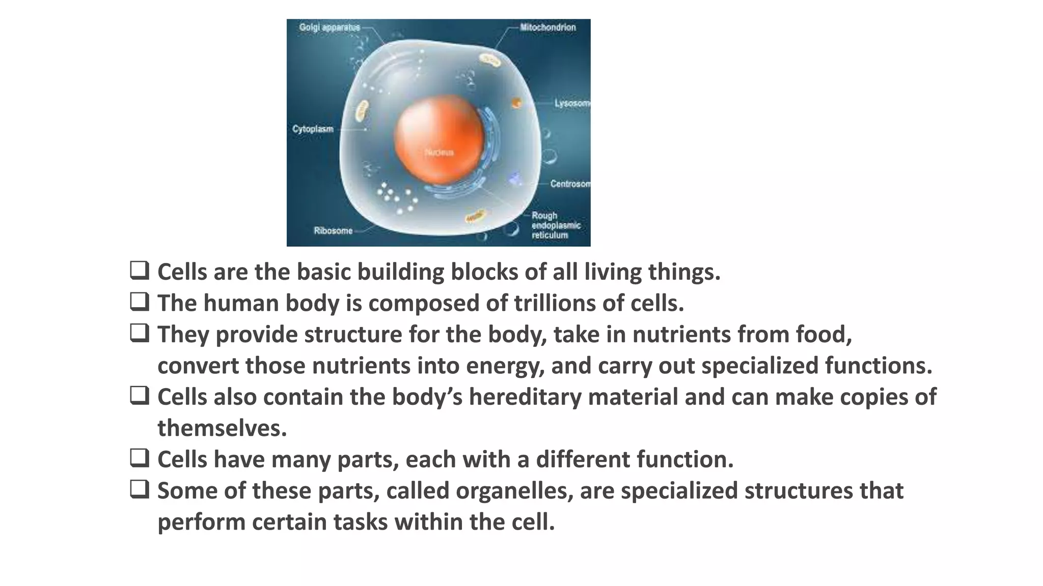 AN INTRODUCTION TO CELL.pptx