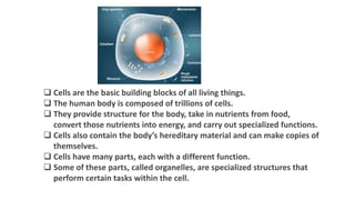 AN INTRODUCTION TO CELL.pptx