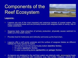 An Introduction to Coral Reefs | PPT