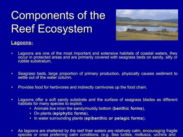 An Introduction to Coral Reefs | PPT