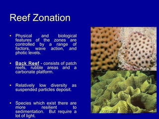 An Introduction to Coral Reefs | PPT