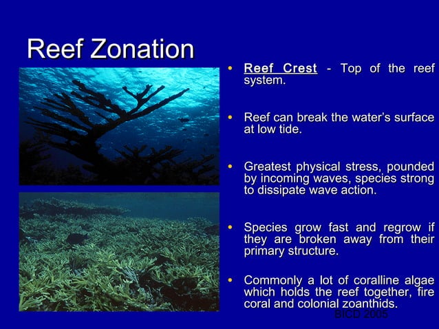 An Introduction to Coral Reefs | PPT