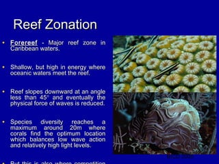 An Introduction to Coral Reefs | PPT