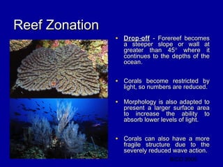An Introduction to Coral Reefs | PPT