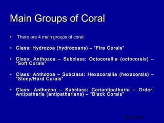 An Introduction to Coral Reefs | PPT