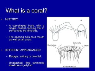 An Introduction to Coral Reefs | PPT