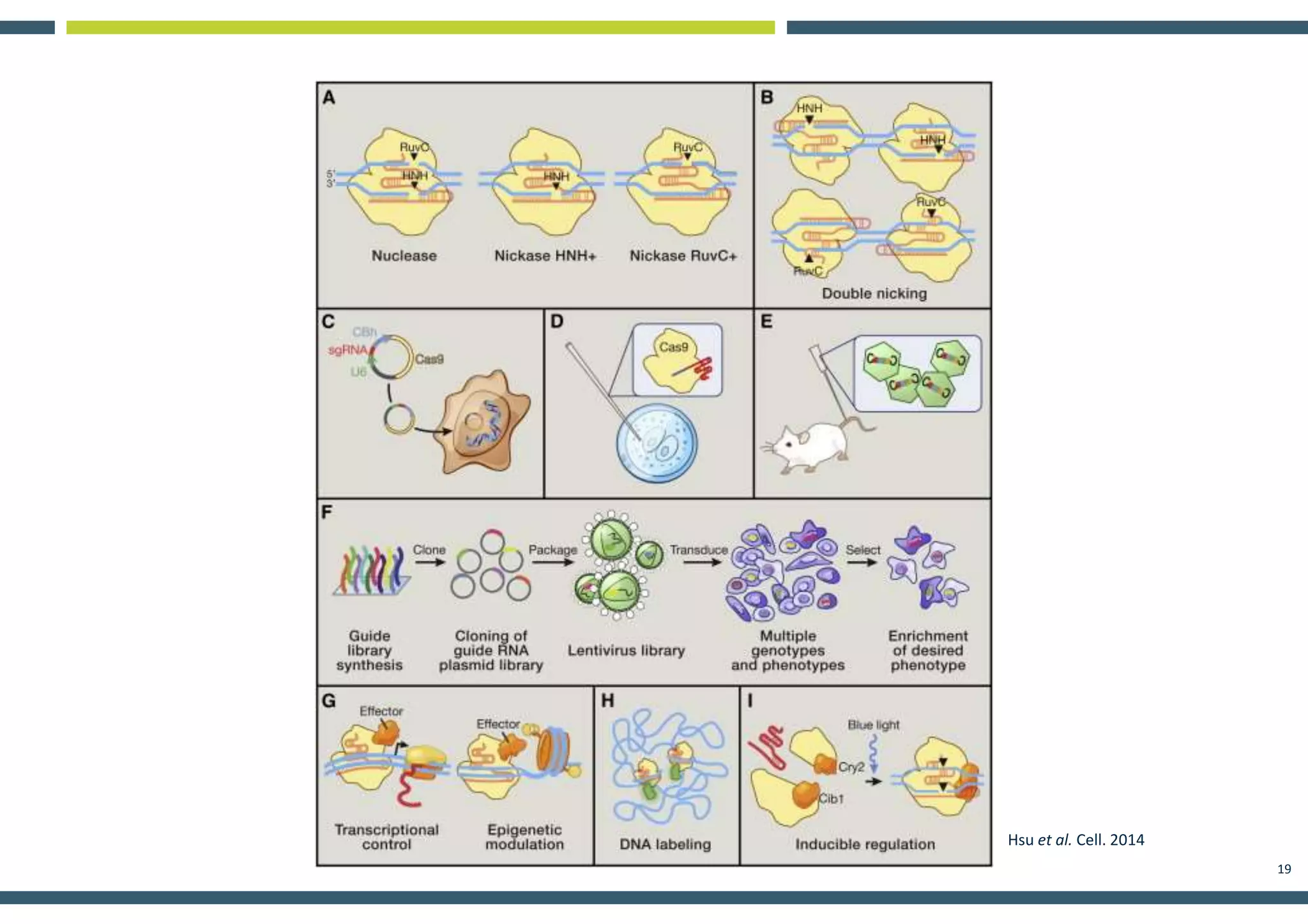 An Introduction to Crispr Genome Editing | PPTX