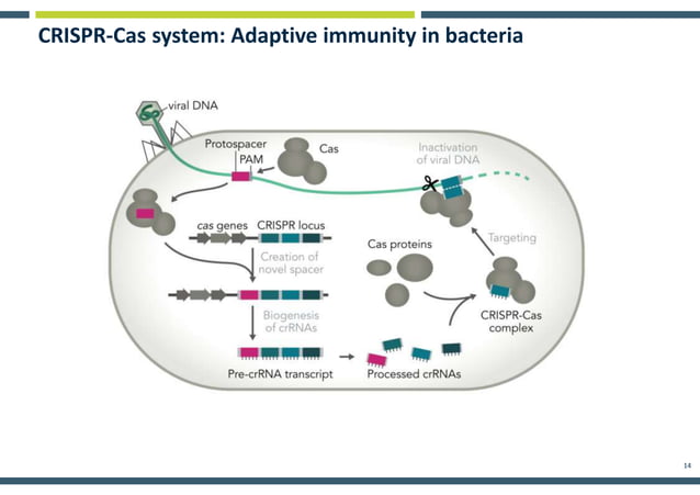 An Introduction to Crispr Genome Editing | PPTX