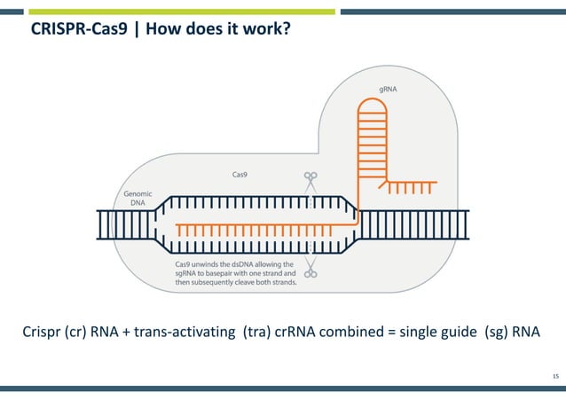 An Introduction to Crispr Genome Editing | PPTX