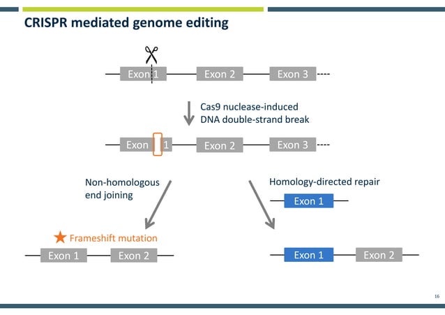 An Introduction to Crispr Genome Editing | PPTX