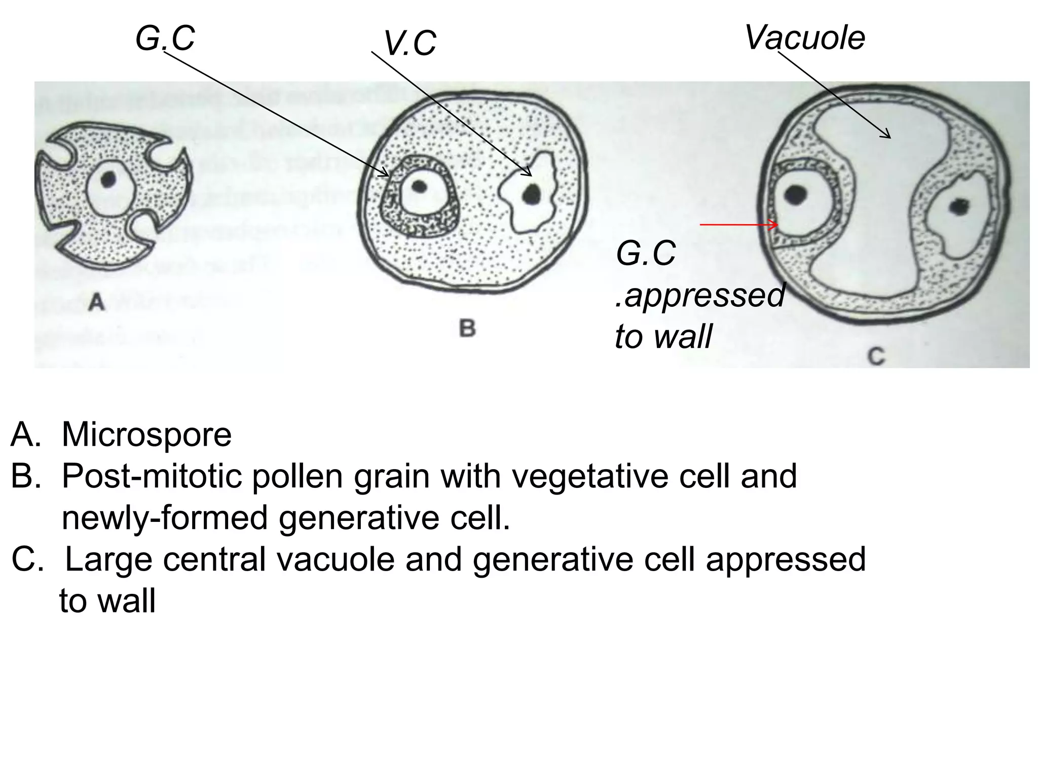An introduction to embryology of angiosperms | PPT