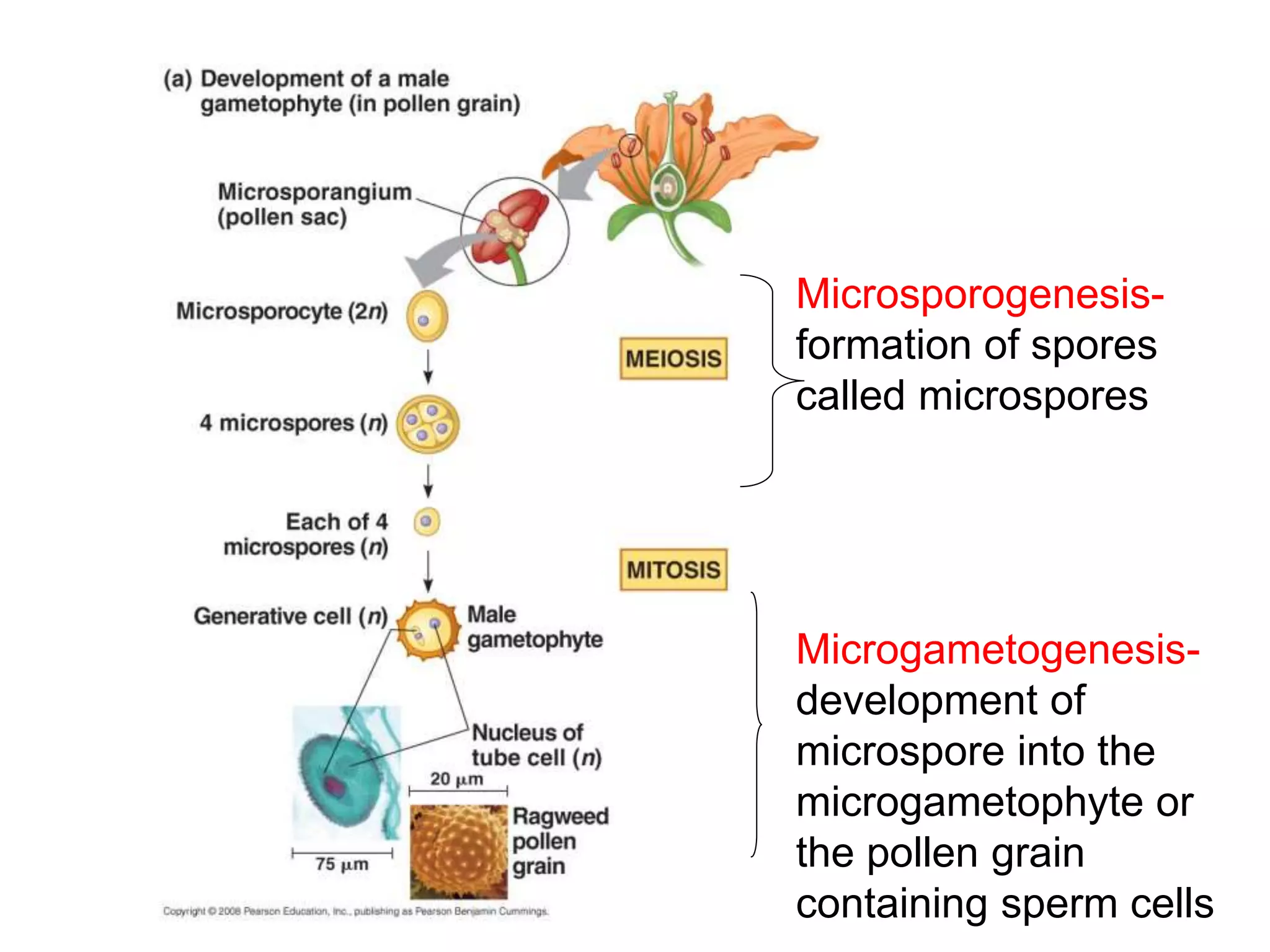 An introduction to embryology of angiosperms | PPT