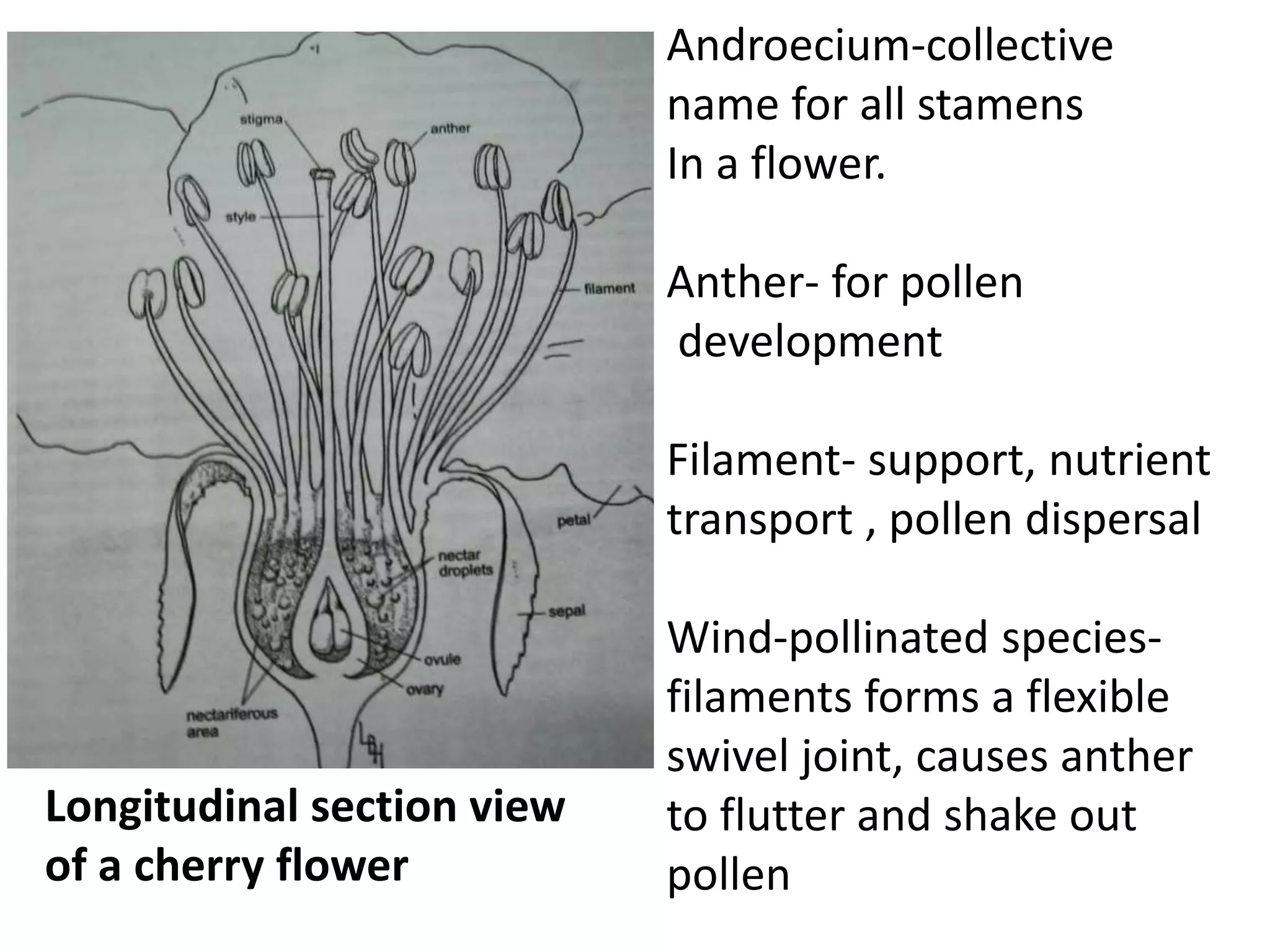 An introduction to embryology of angiosperms | PPT