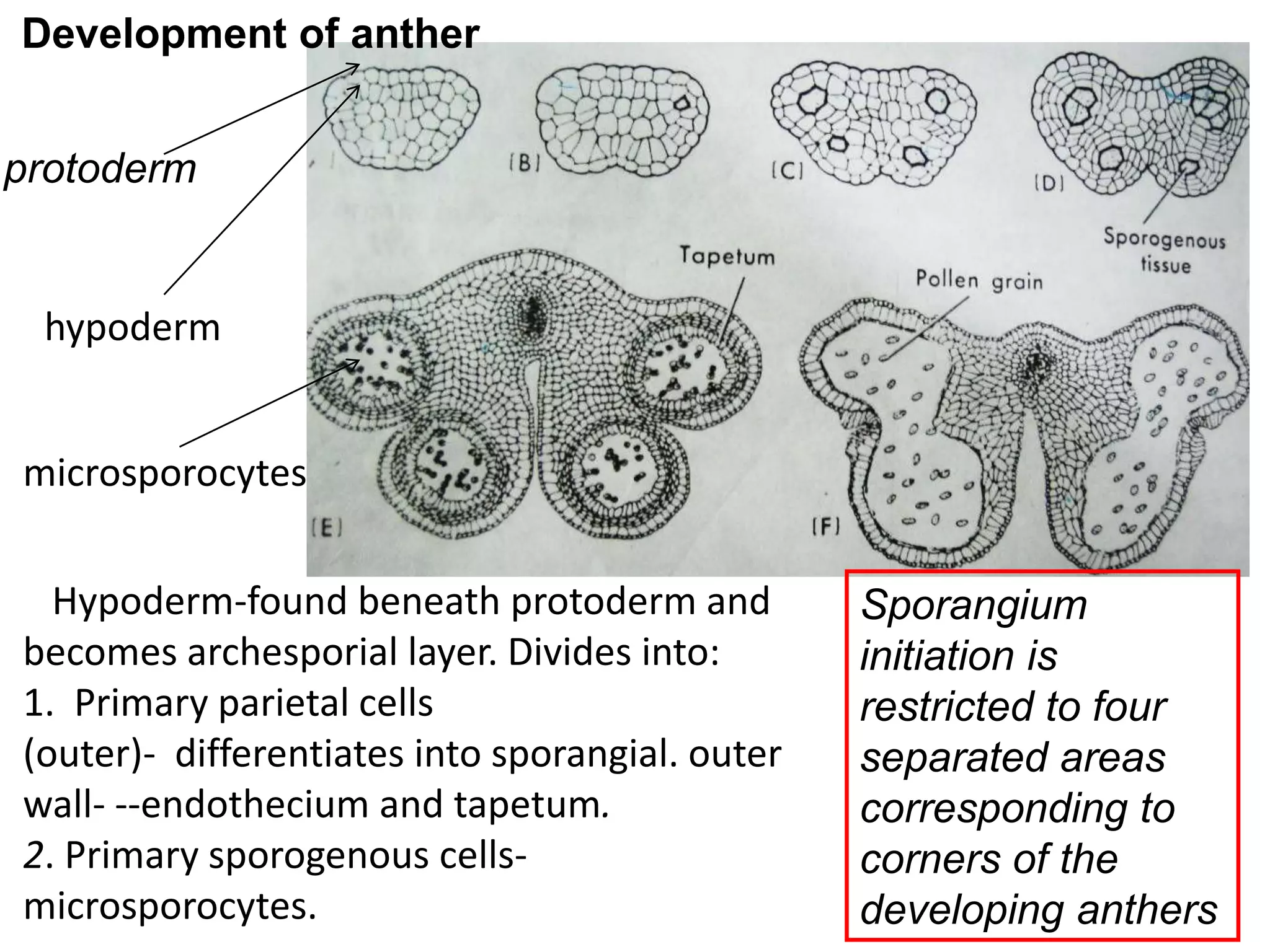 An introduction to embryology of angiosperms | PPT