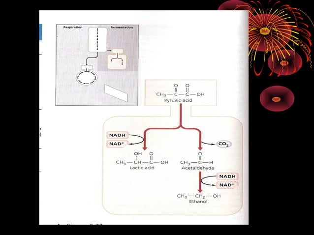 An introduction to fermentation process | PPT | Chemistry | Science