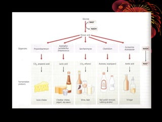 An introduction to fermentation process | PPT | Chemistry | Science