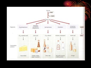 AN_INTRODUCTION_TO_FERMENTATION_PROCESS.pptx