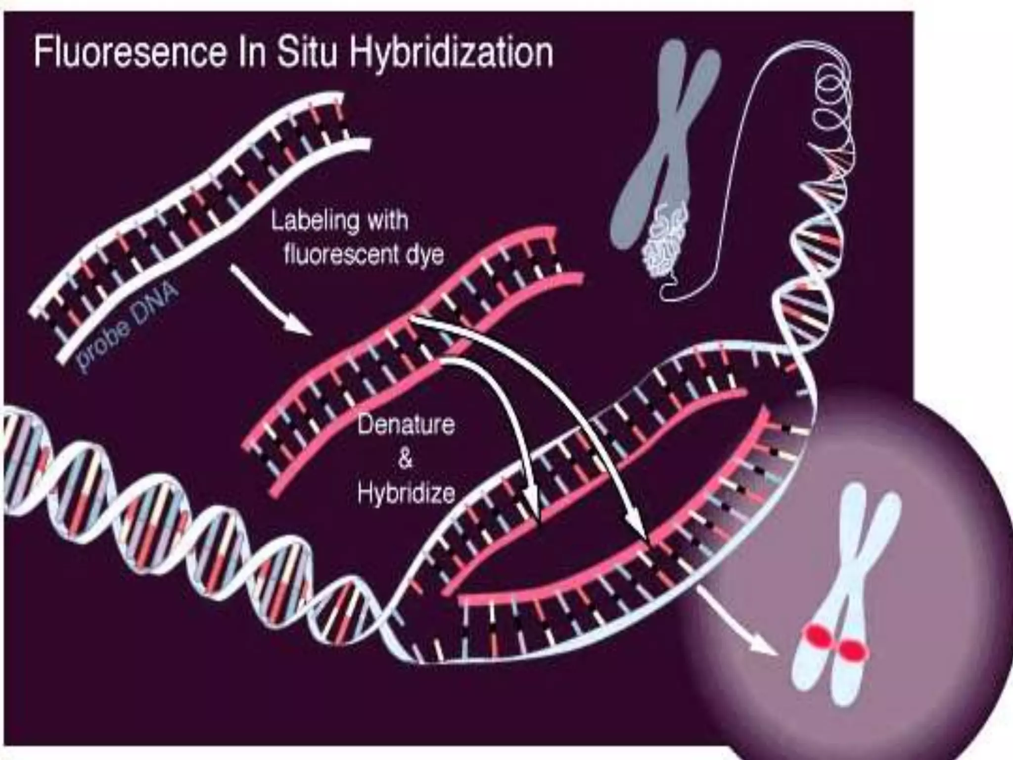 An introduction to fluorescent in situ hybridization. | PPTX