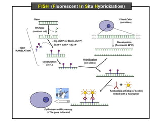 An introduction to fluorescent in situ hybridization. | PPTX