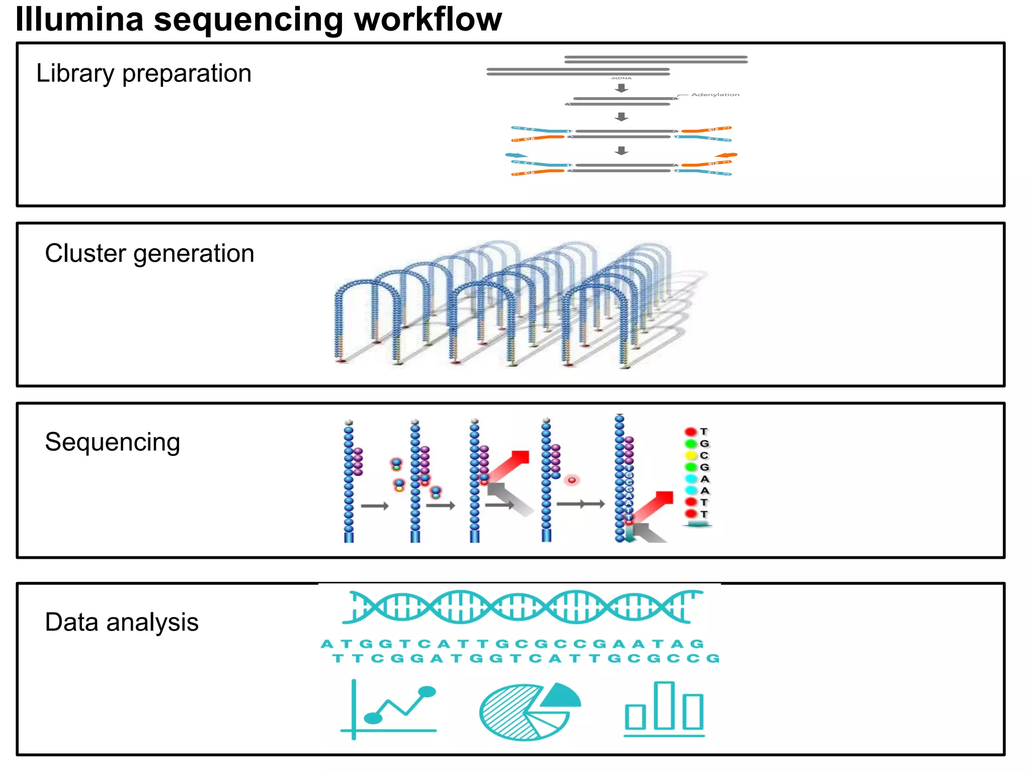 An introduction to illumina sequencing | PDF