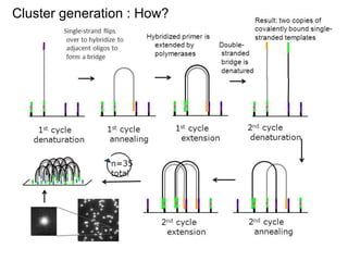 An introduction to illumina sequencing | PDF