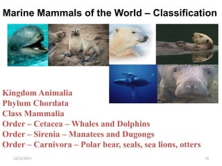 Introduction to Marine Mammals_Mridula Srinivasan_2013 | PPTX