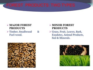 An Introduction To NTFP.pptx