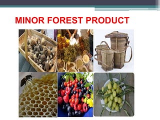 An Introduction To NTFP.pptx