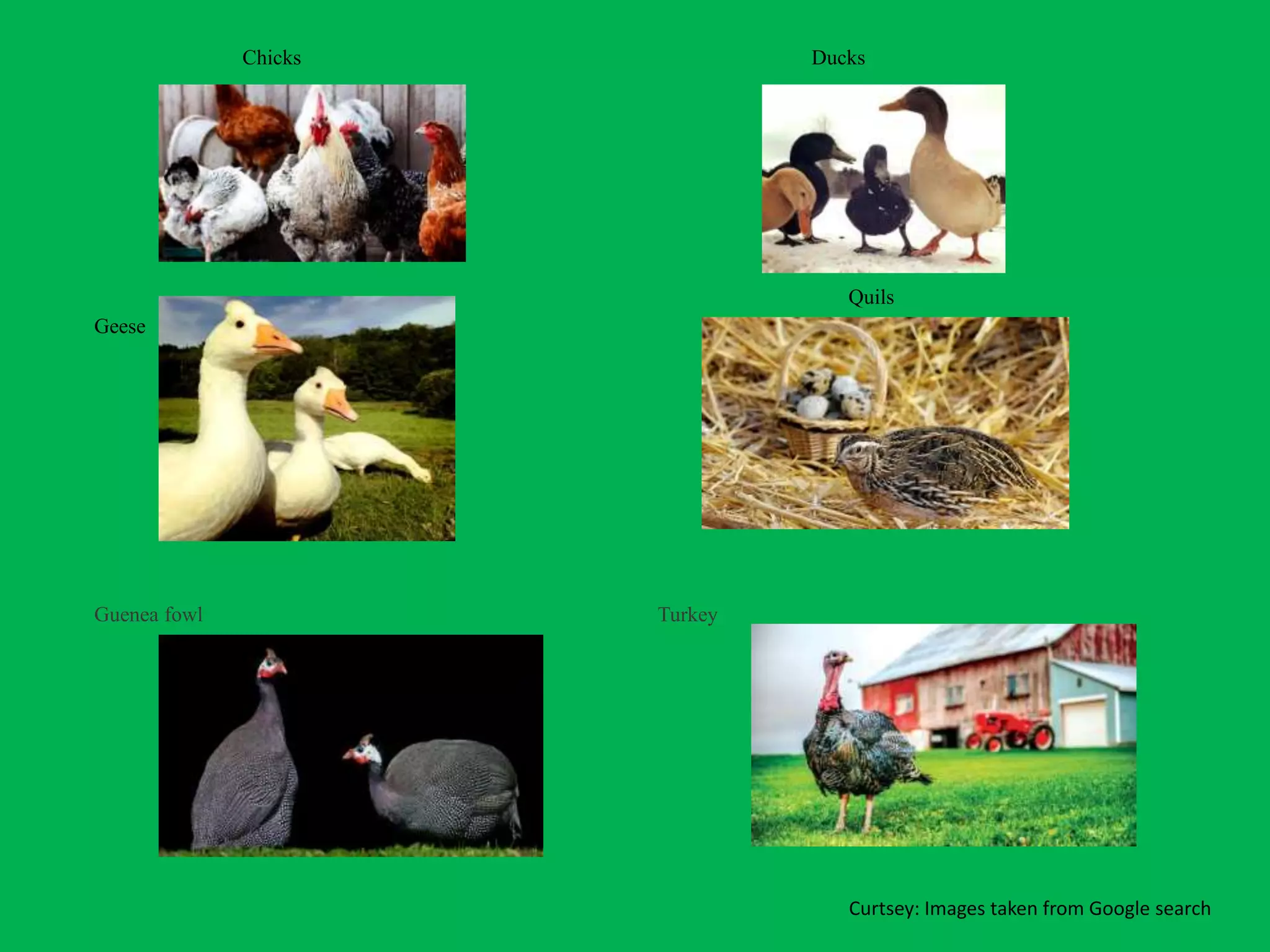 An introduction to poultry farming | PPTX