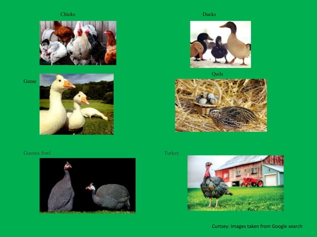 An introduction to poultry farming | PPTX